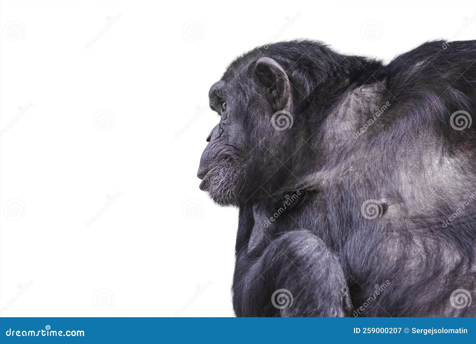 Chimpanzee Isolate on White. Male Chimpanzee on a White Isolated ...
