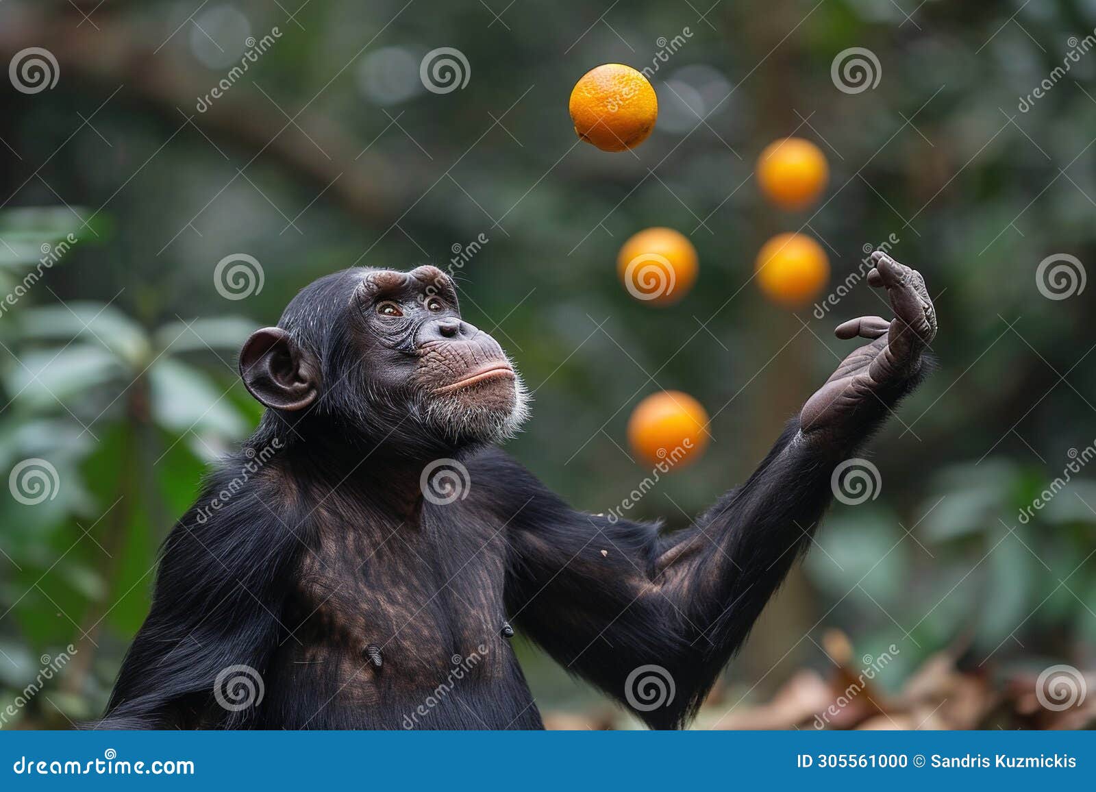 Chimpanzee Juggling Oranges in the Jungle. Generative AI Stock ...