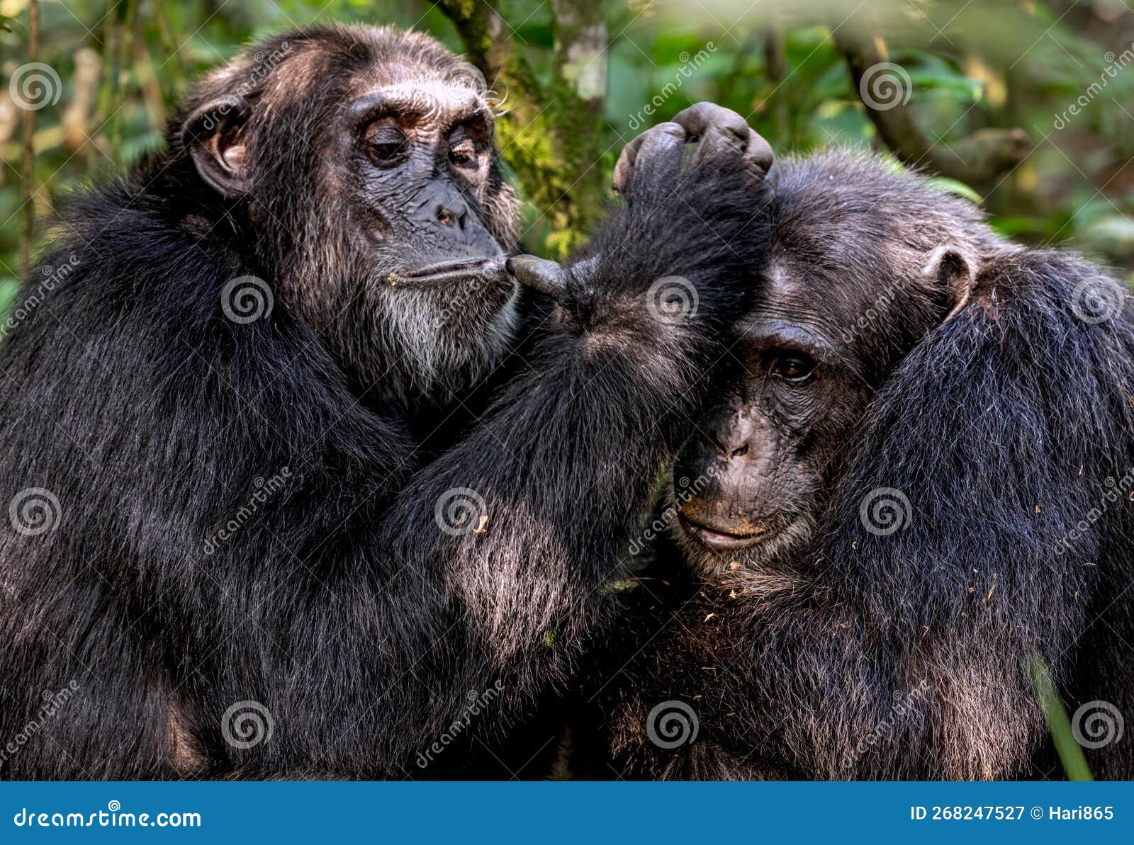 Bonobos Grooming Each Other, Social Primate Behavior, Human Apes ...