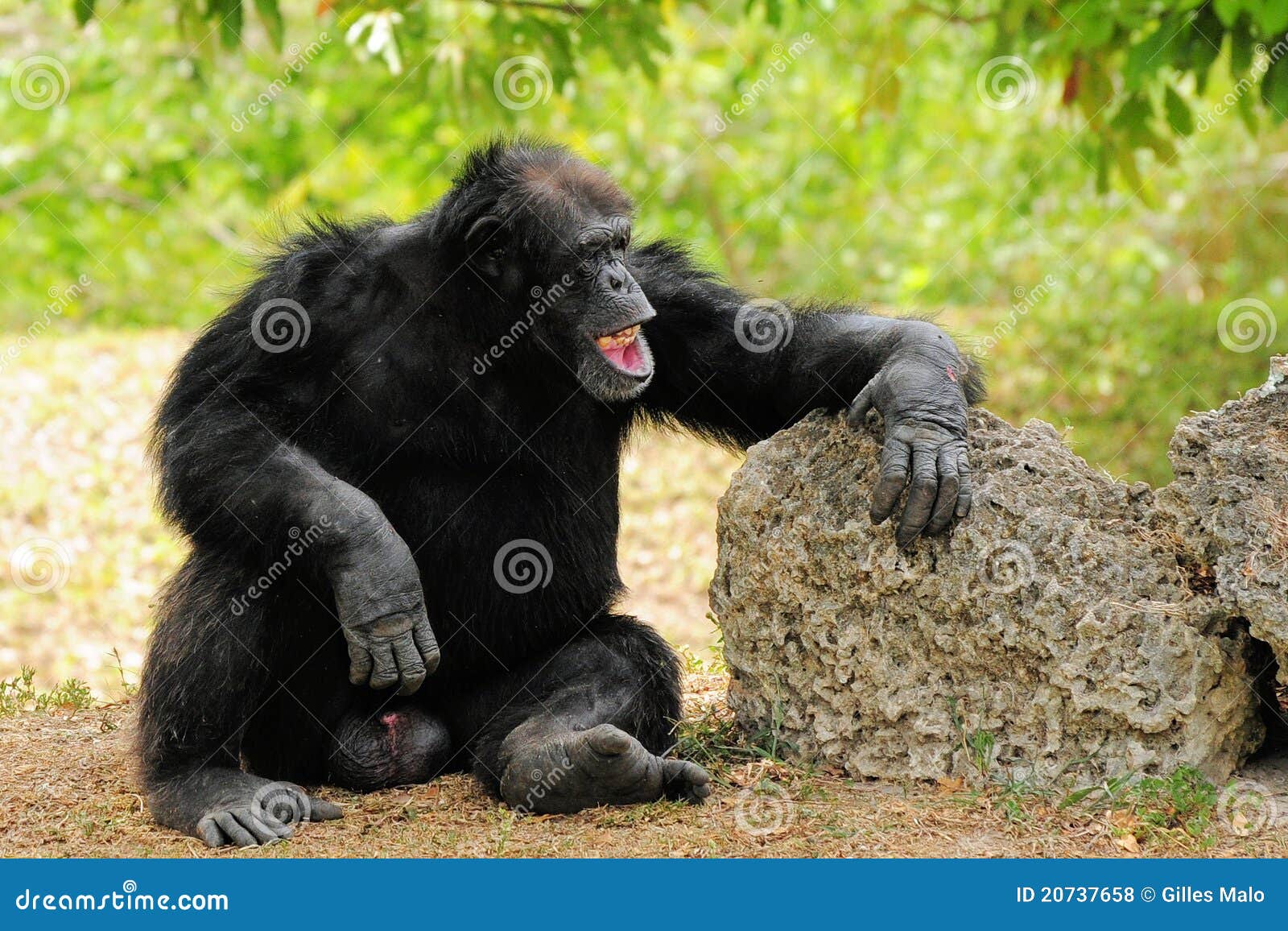 Chimpanzee Laughing stock photo. Image of laugh, primate - 20737658