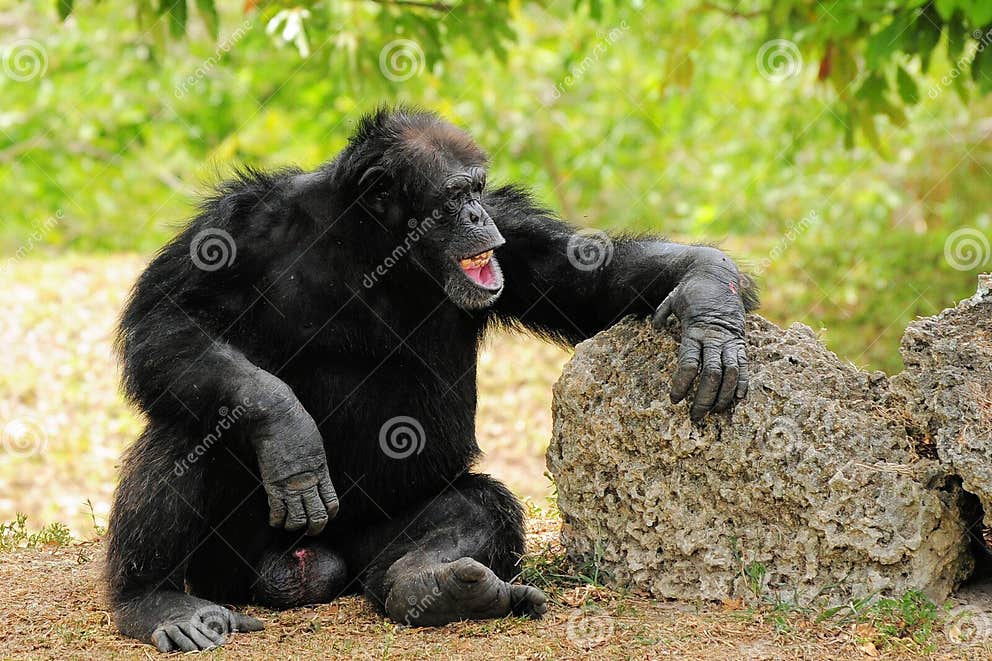 Chimpanzee Laughing stock photo. Image of laugh, primate - 20737658