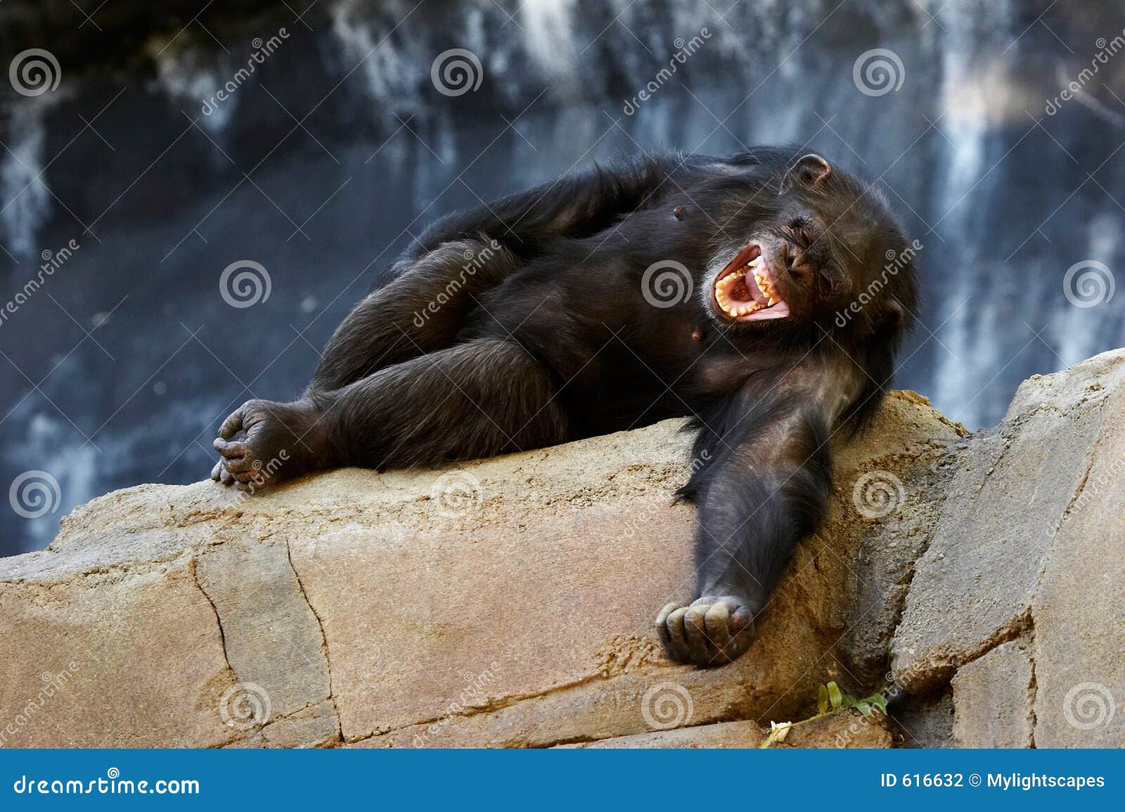 Chimpanzee laughing stock photo. Image of wildlife, stare - 616632