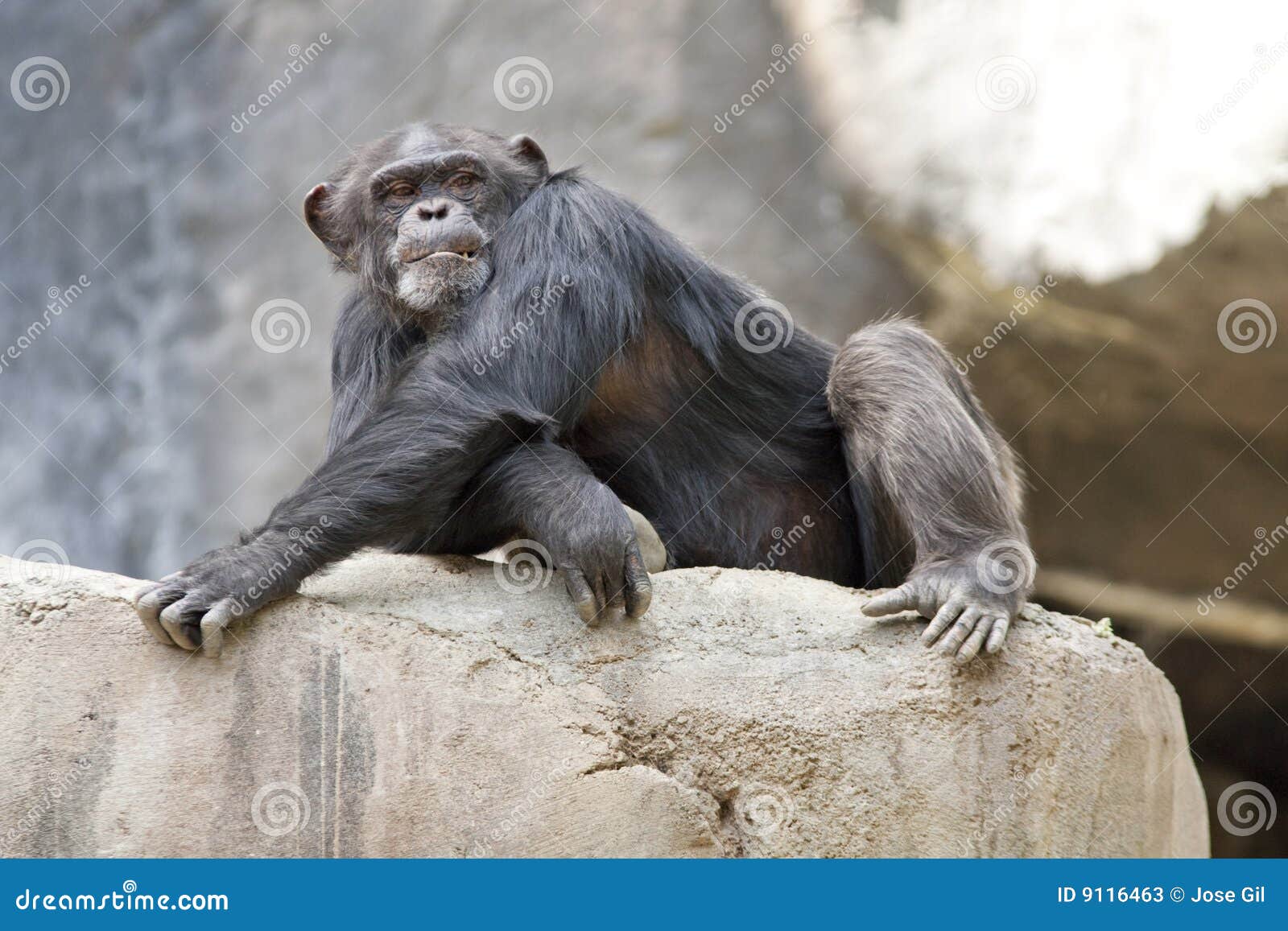 Chimpanzee Laying Down stock image. Image of chimp, monkey - 9116463