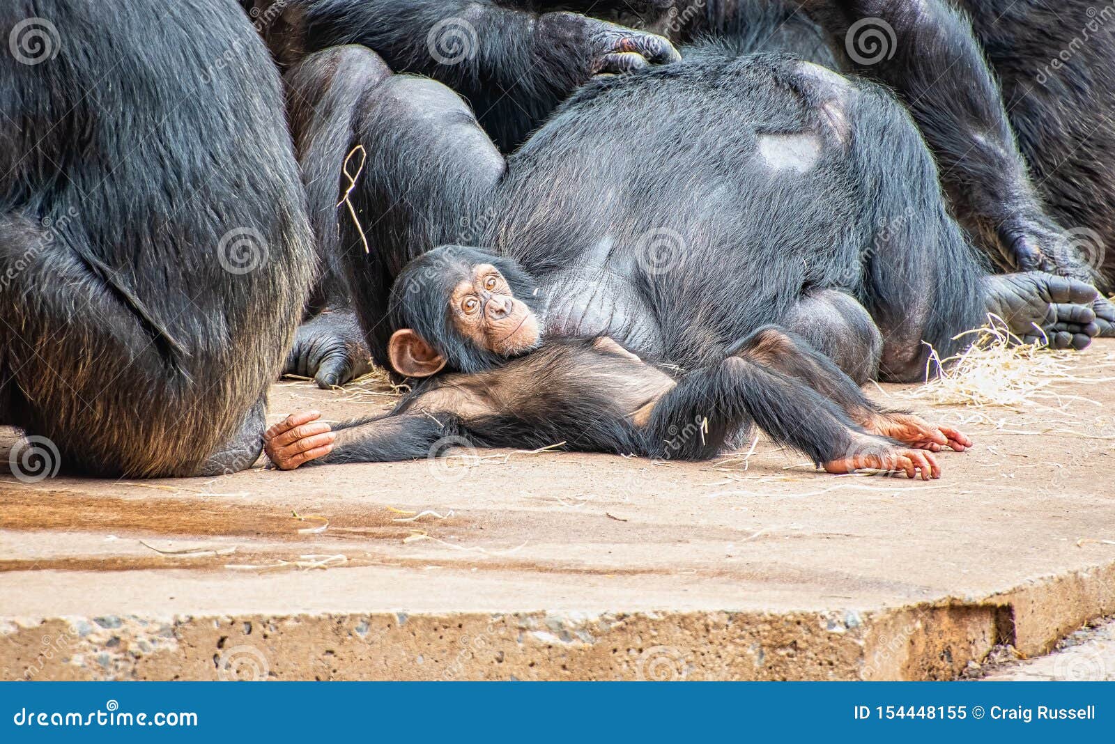 Bonobo Laying In Some Hay In Closeup, Human Ape, Pygmy Chimpanzee ...