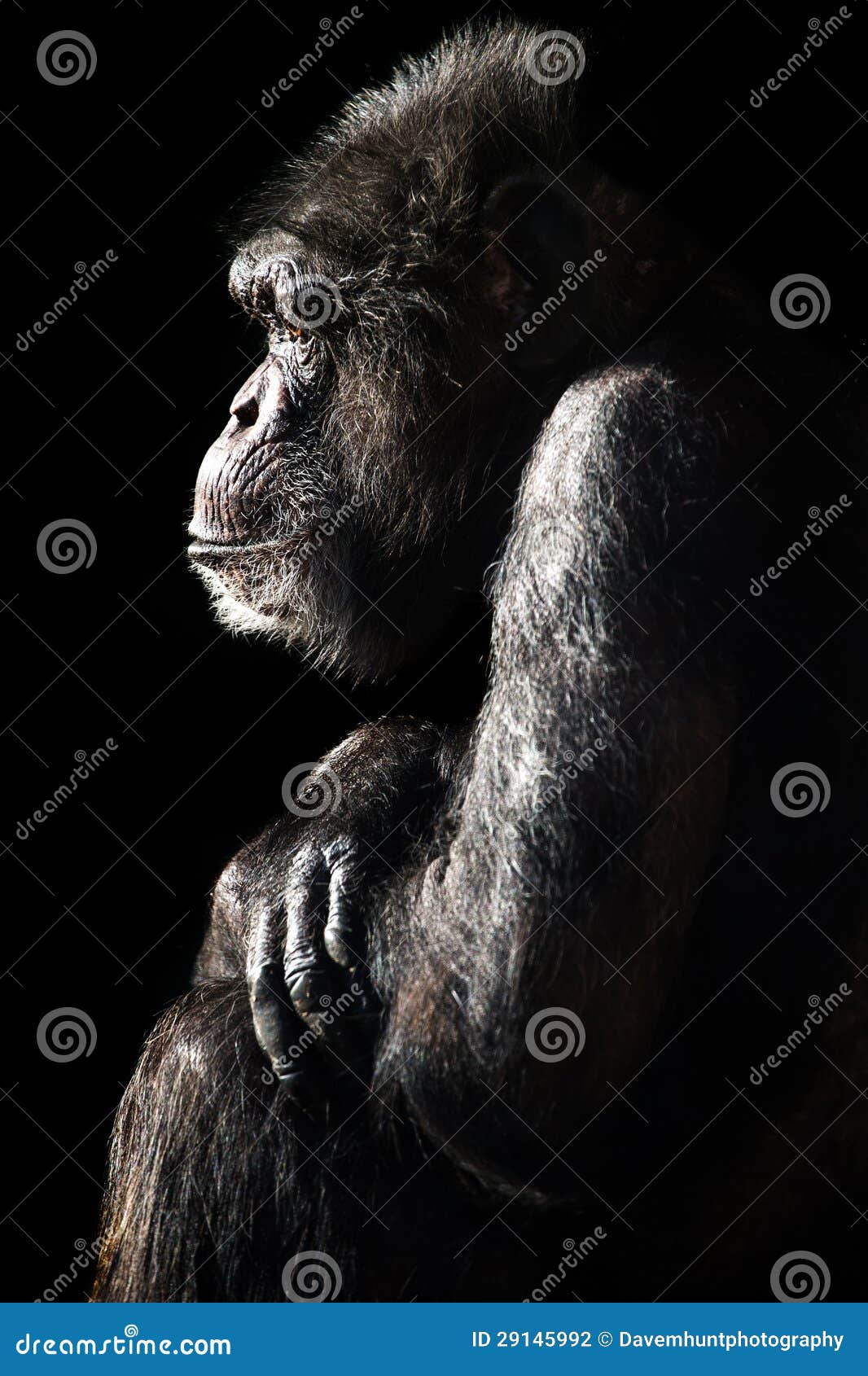Chimpanzee Light & Shadow Stock Photo - Image of wildlife, chimpanzee ...