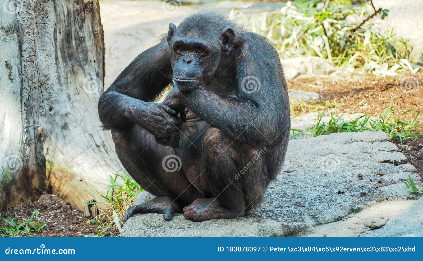 Chimpanzee Pose Outdoors Royalty-Free Stock Photo | CartoonDealer.com ...