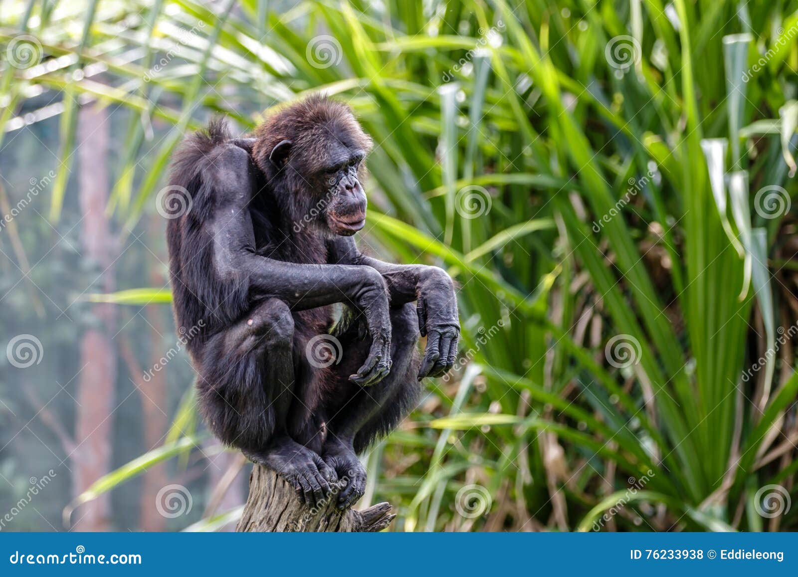 Chimpanzee stock photo. Image of forest, green, chimpanzee - 76233938