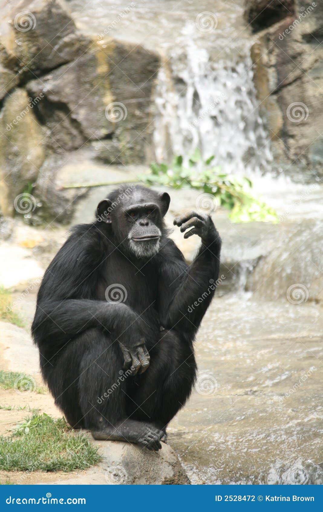 Chimpanzee Looking stock photo. Image of natural, animal - 2528472