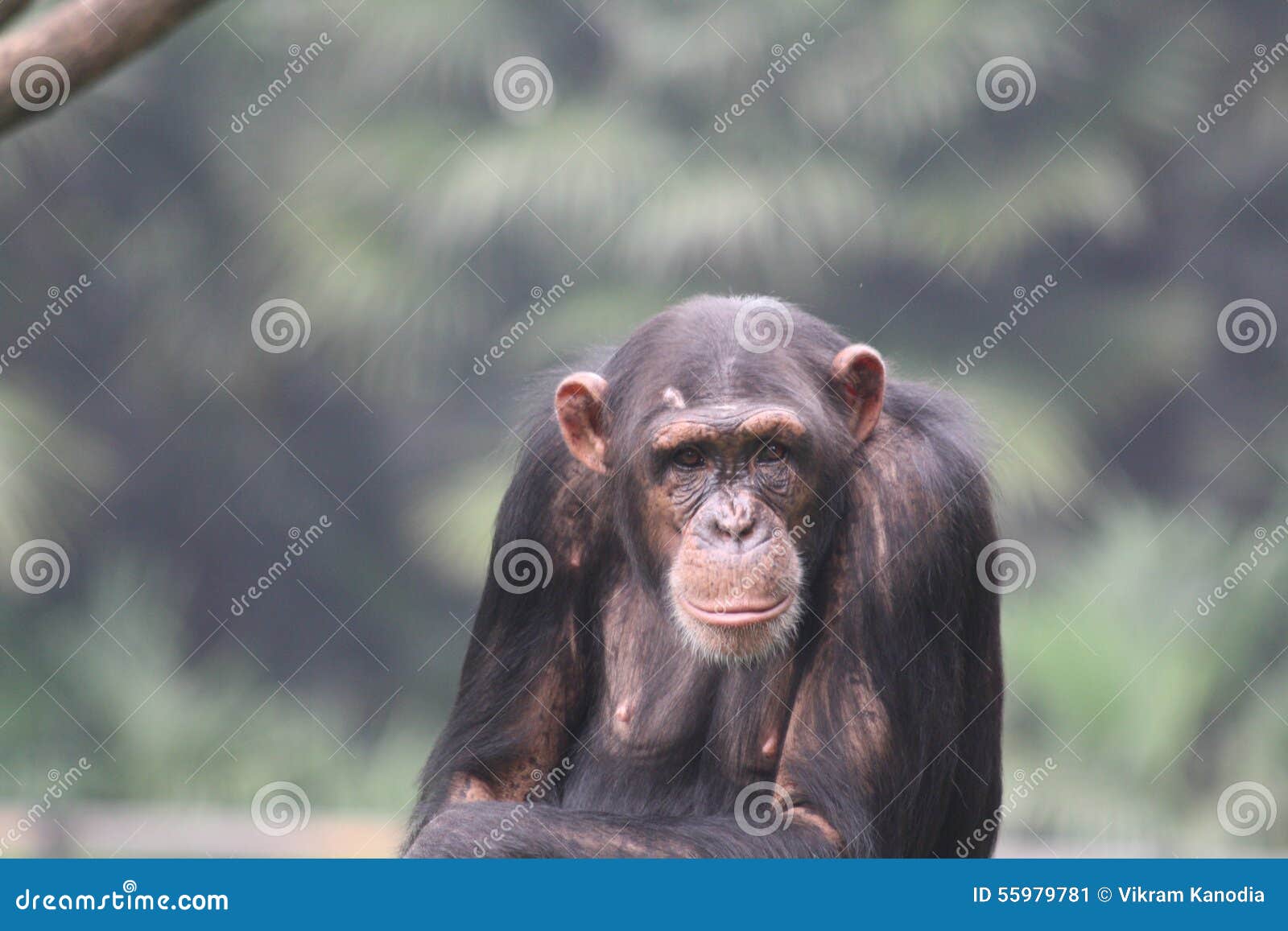 Chimpanzee stock image. Image of alert, cousin, relations - 55979781
