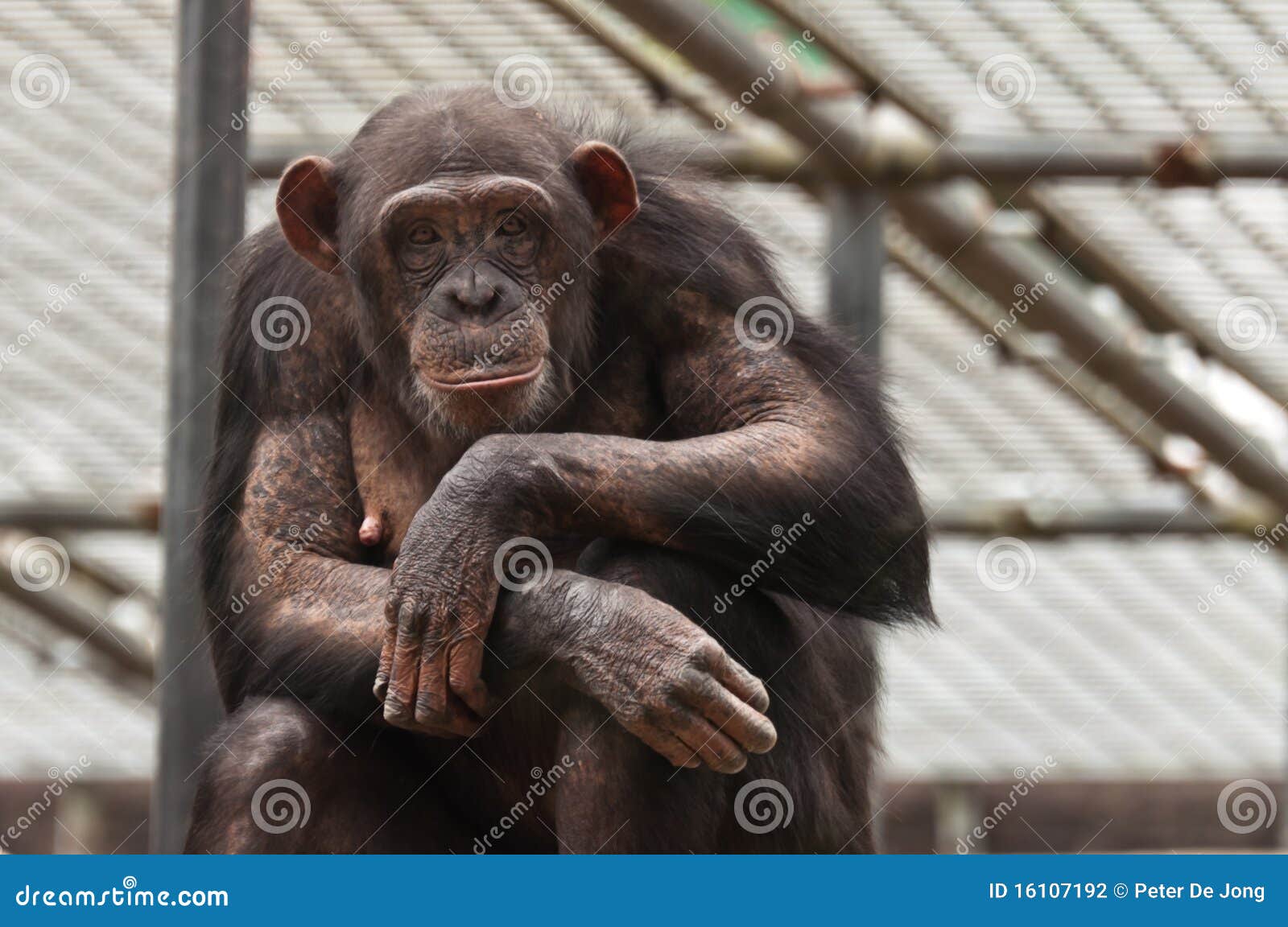 Chimpanzee Looking Back at You Stock Photo - Image of watching, curious ...