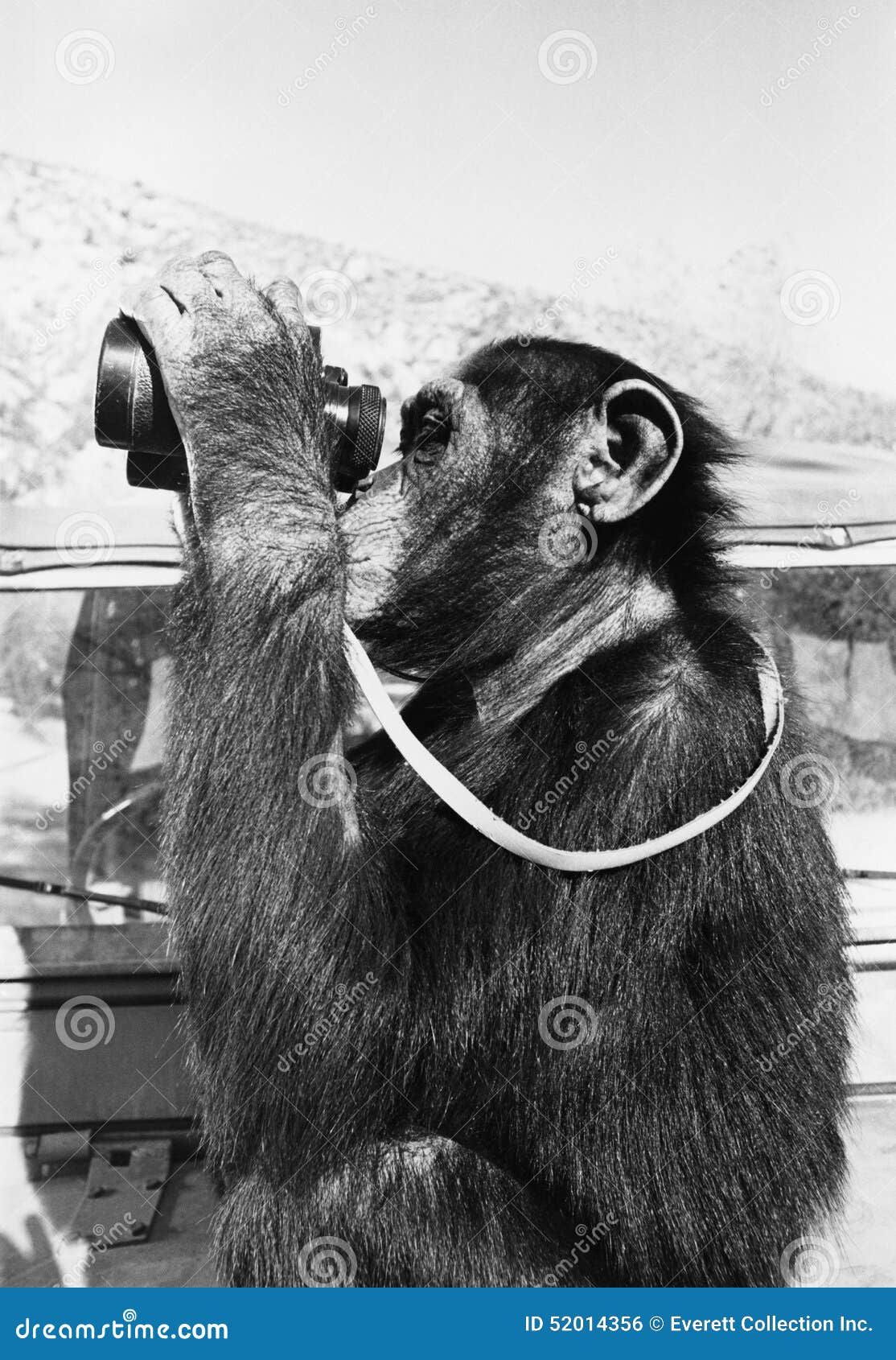 Chimpanzee Looking through Binoculars Stock Photo - Image of fashioned ...