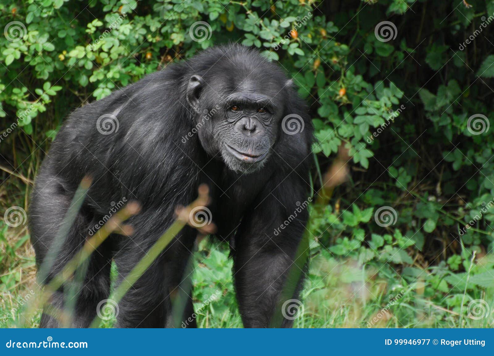 Chimp stock image. Image of chimpanzee, mammal, grass - 99946977