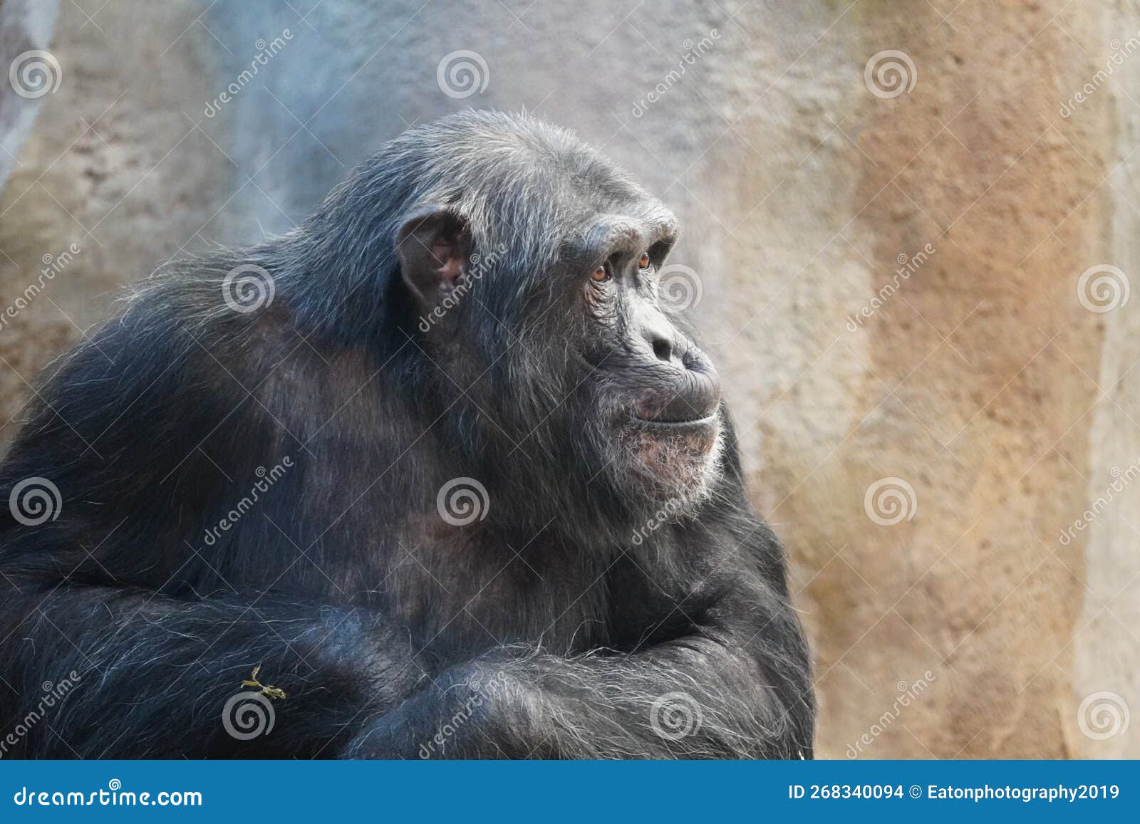 Chimpanzee looking out stock photo. Image of homininae - 268340094
