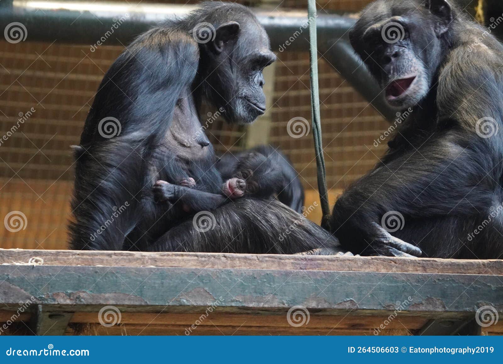 Chimpanzee looking out stock image. Image of great, chimp - 264506603