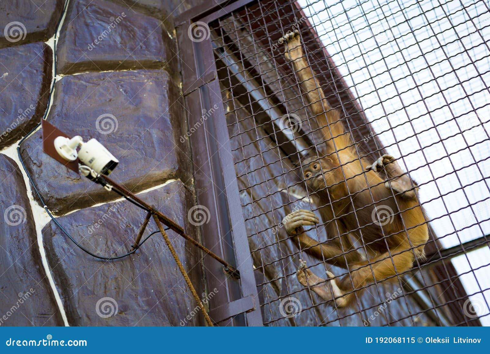 Chimpanzee Looking at a Security Camera Hanging on a Trellis in a Cage ...