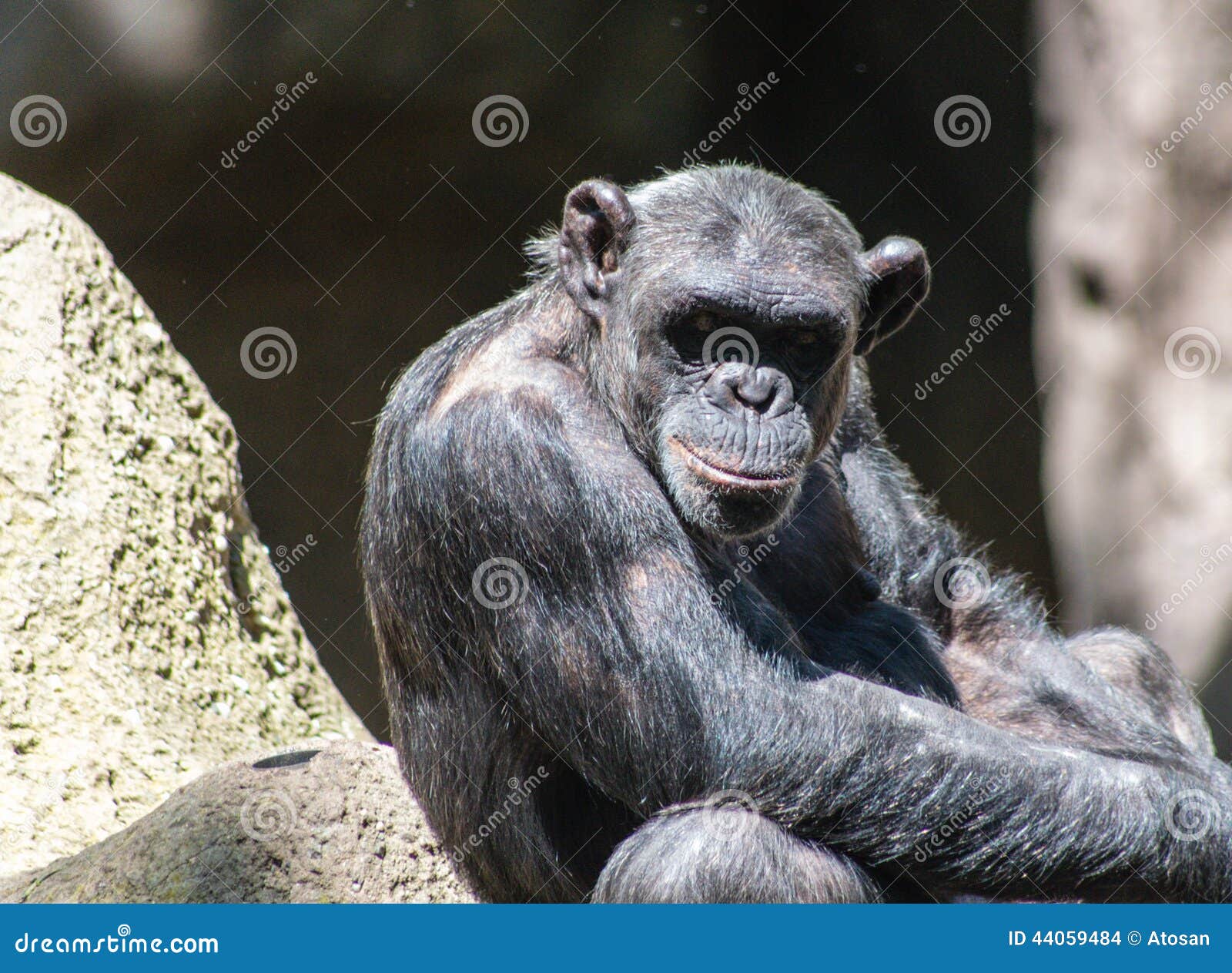 Chimpanzee stock photo. Image of camera, looking, sadness - 44059484