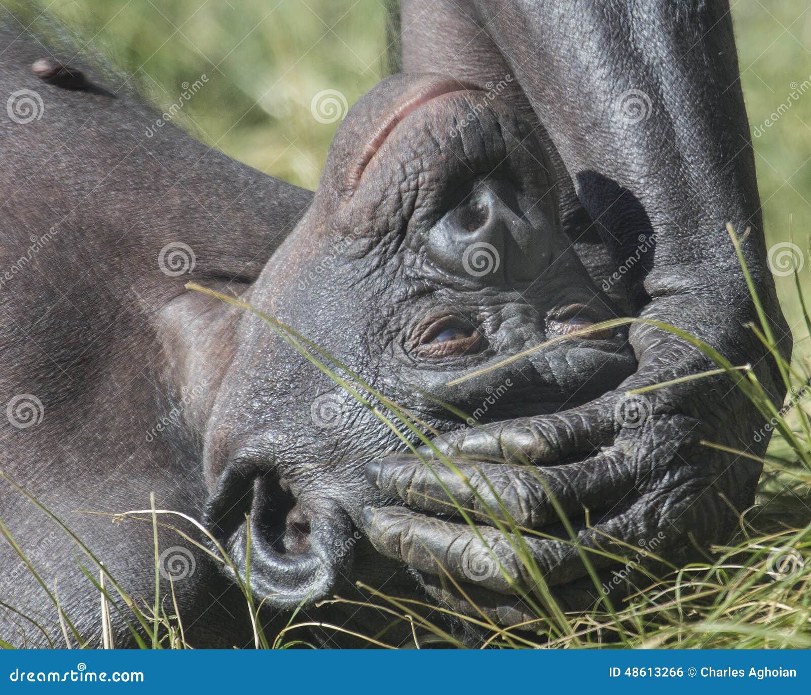 Chimpanzee stock photo. Image of forehead, chimpanzee - 48613266