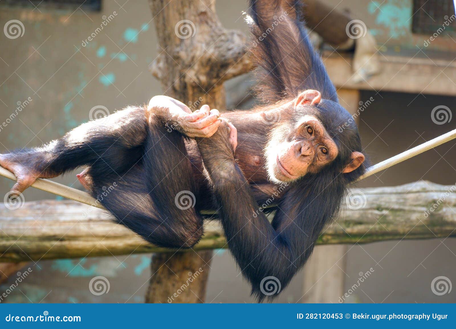 Chimpanzee Lying on a Tree Branch and Holding on To a Rope. Stock Image ...