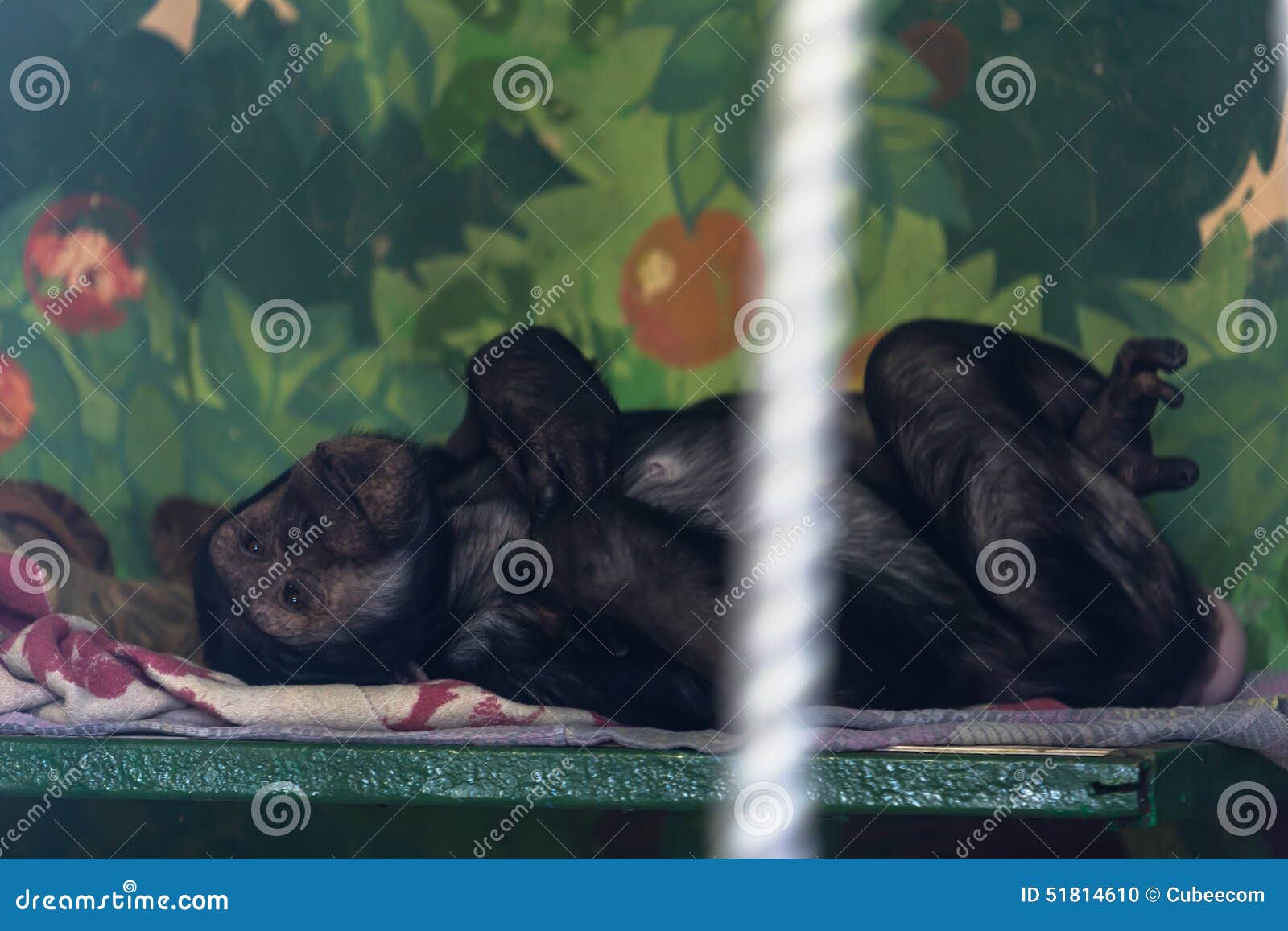 Chimpanzee Lying Very Lonely and Sad Stock Photo - Image of grey ...