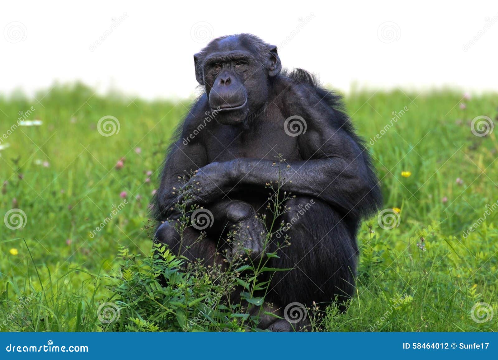 Chimpanzee thinking stock photo. Image of attitude, face - 58464012