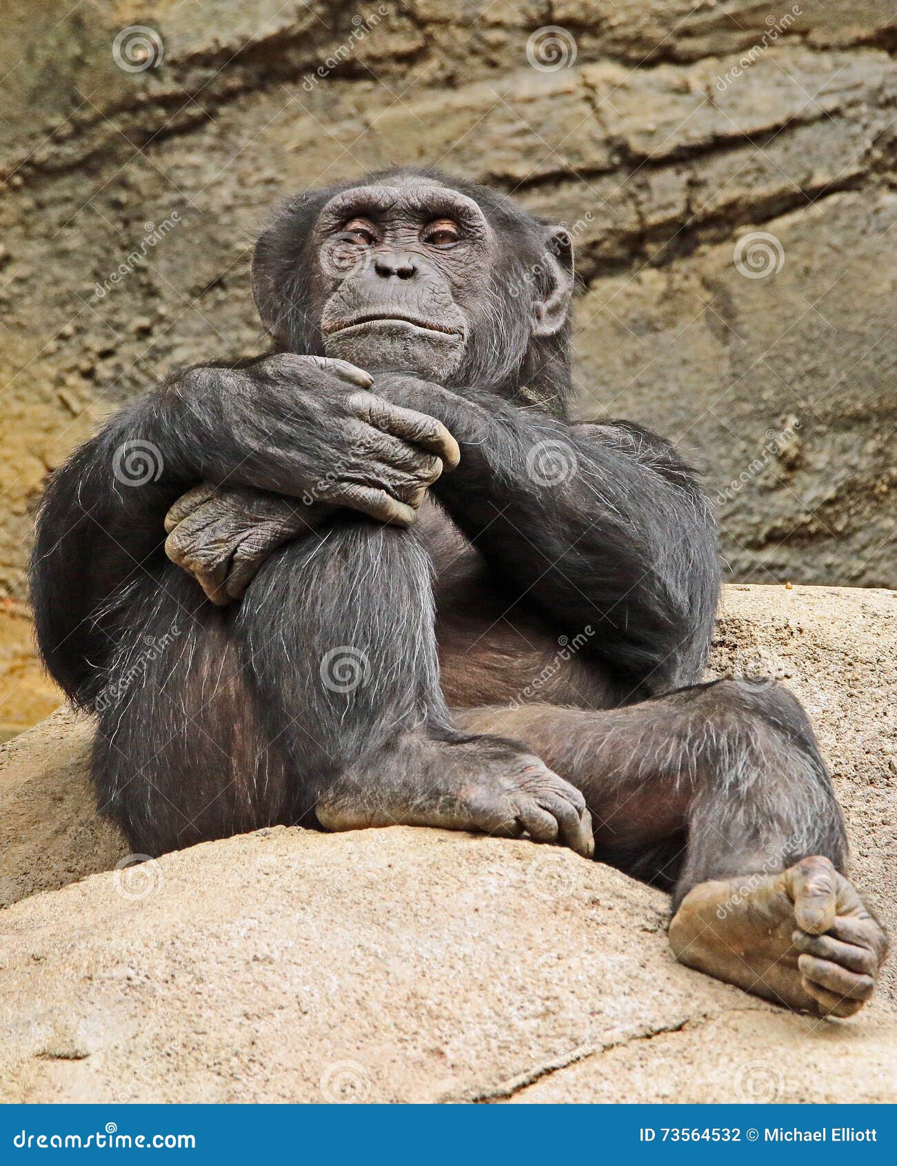 Chimpanzee stock photo. Image of face, brown, lazy, furry - 73564532