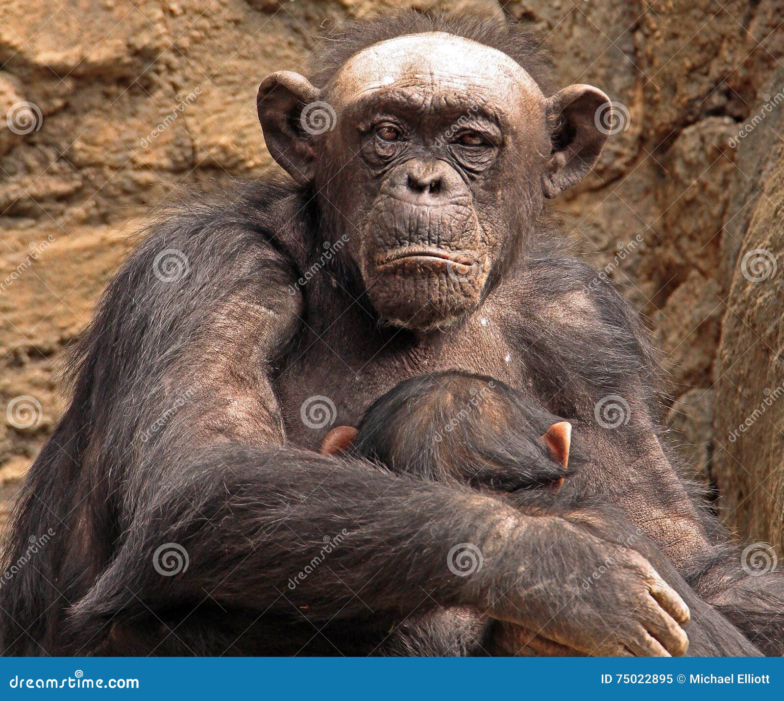 Chimpanzee stock image. Image of chimps, cute, interacting - 75022895