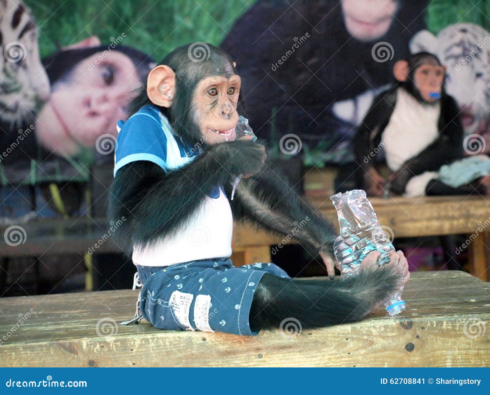 Chimpanzee monkey stock image. Image of portrait, clown - 62708841