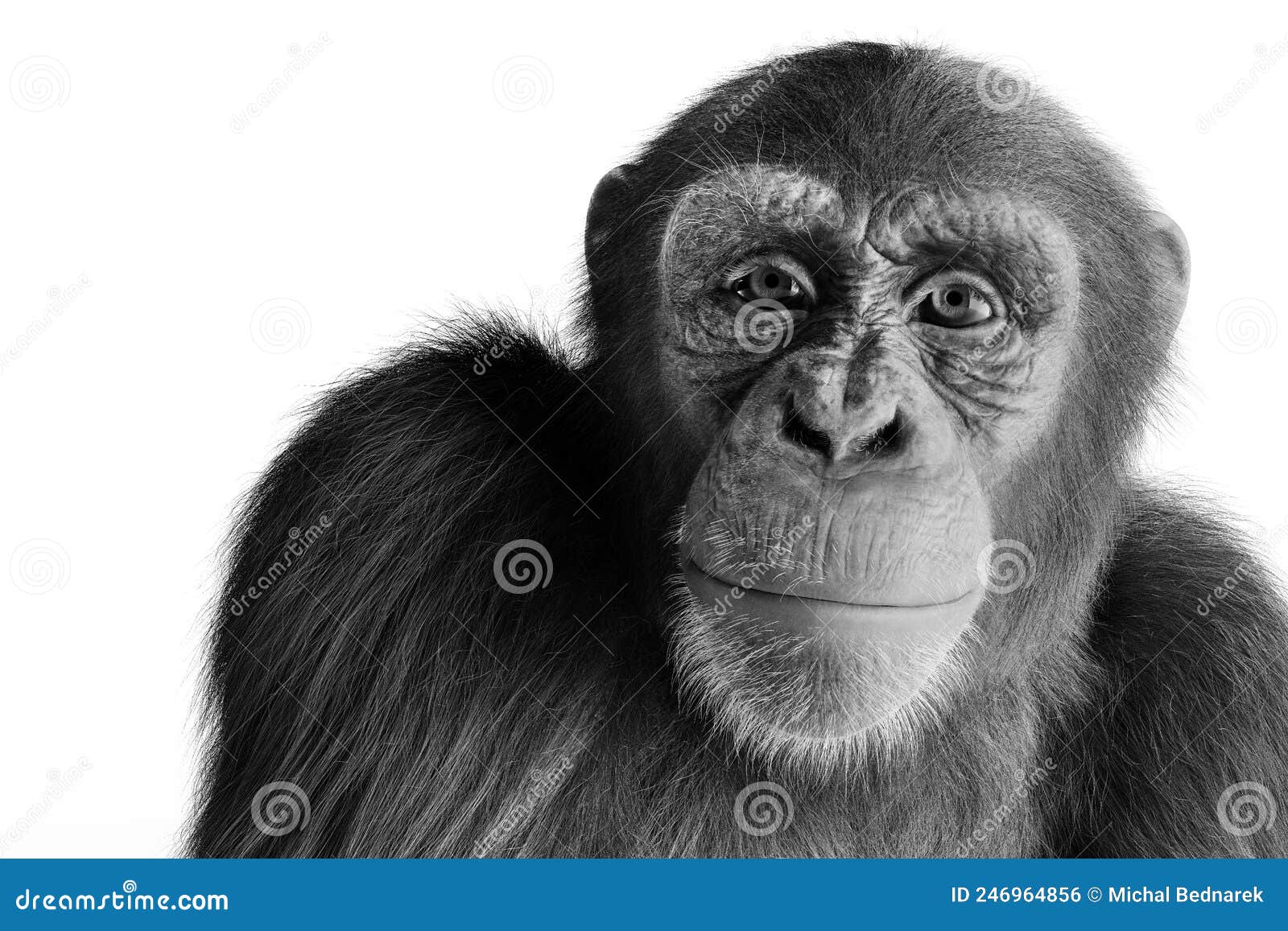 Chimpanzee Monkey Folded His Arms Over His Chest And Looks Into The ...