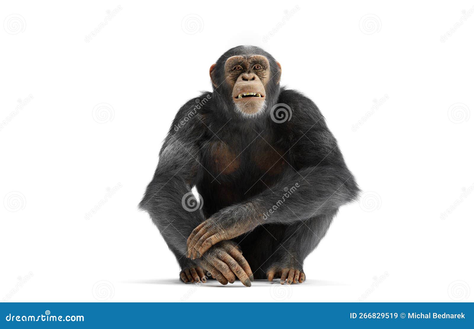 Chimpanzee Monkey Folded His Arms Over His Chest And Looks Into The ...