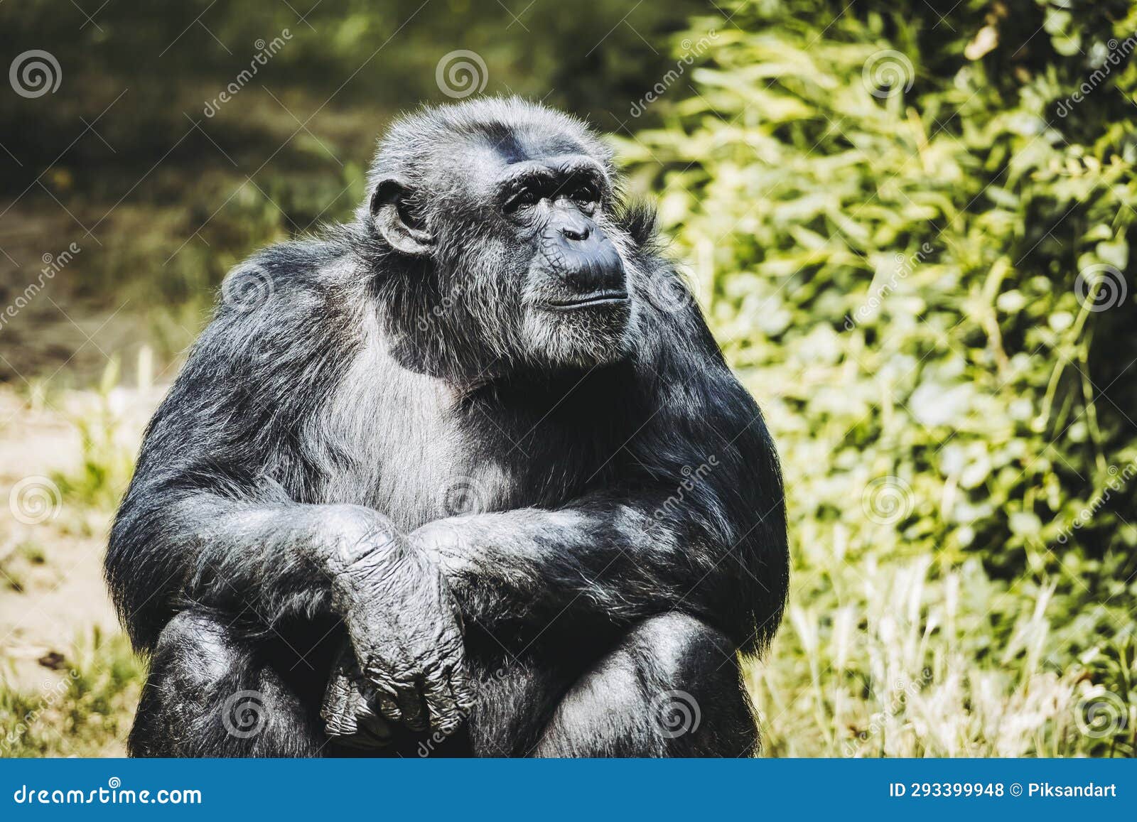 Chimpanzee Monkey or Pan Troglodyte Stock Photo - Image of head ...