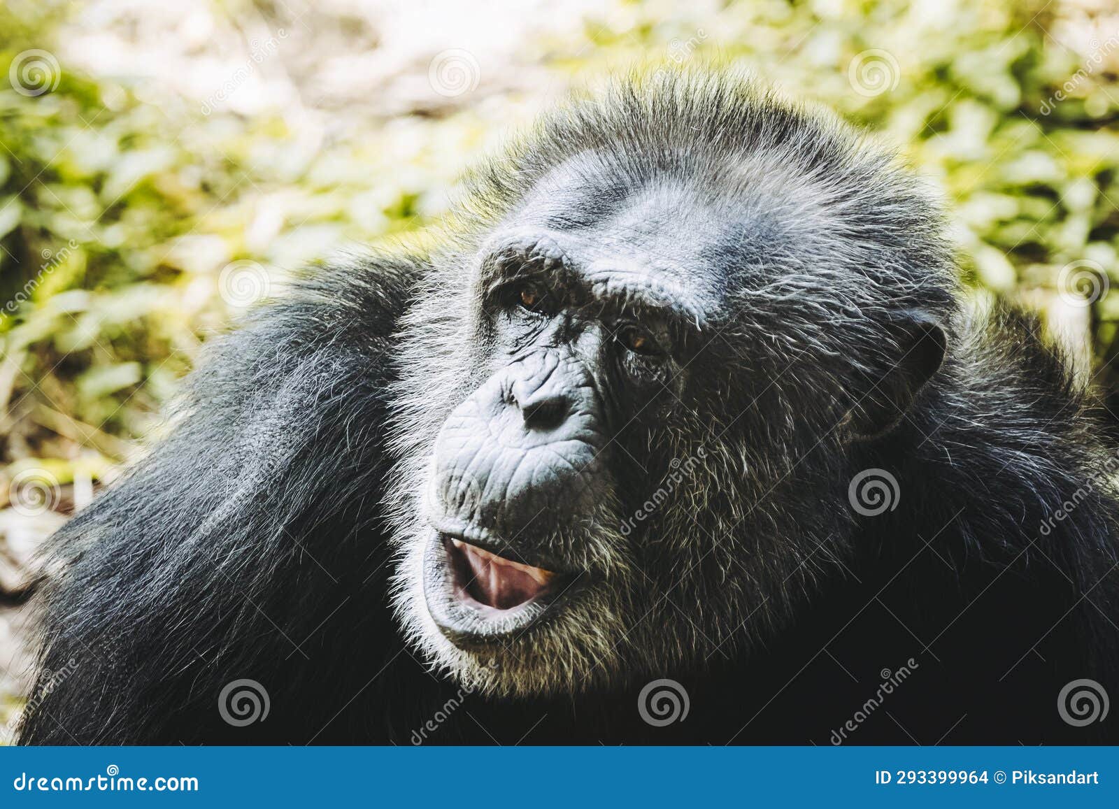Chimpanzee Monkey or Pan Troglodyte Stock Photo - Image of safari ...
