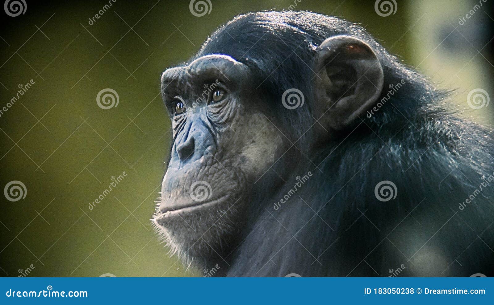 Chimpanzee Monkey in Profile Gnawing Twig Stock Photo - Image of ...