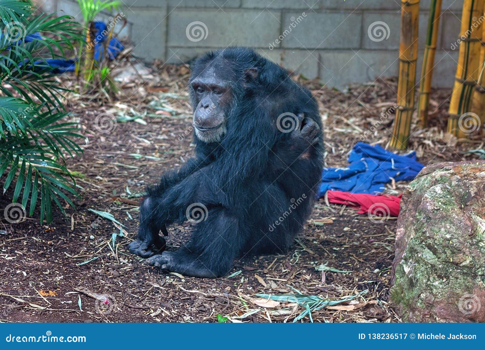 A Chimpanzee Monkey Resting on the Ground Stock Image - Image of cute ...