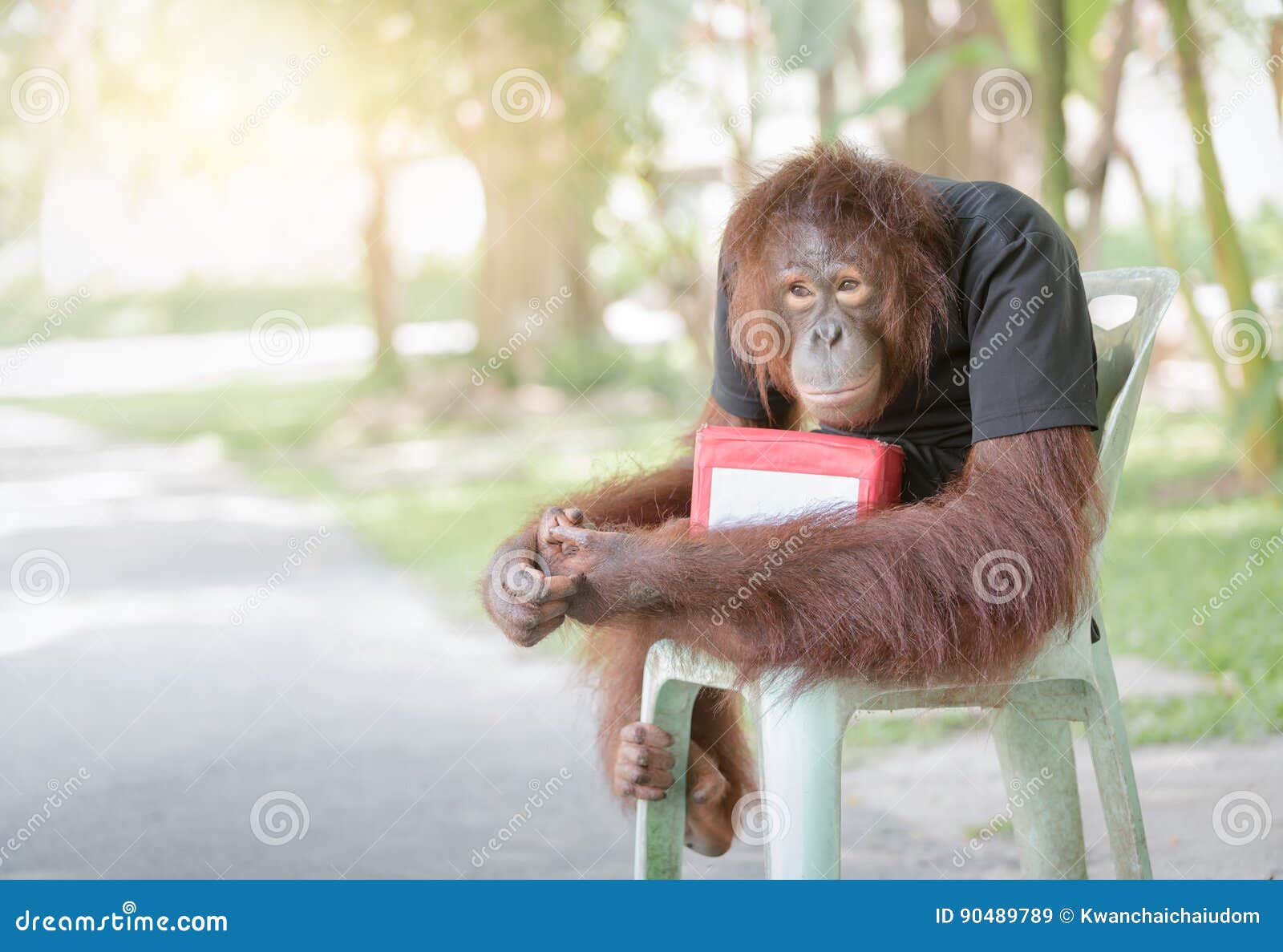 Chimpanzee Monkey Sit on Chair with Donation Boxes Stock Image - Image ...