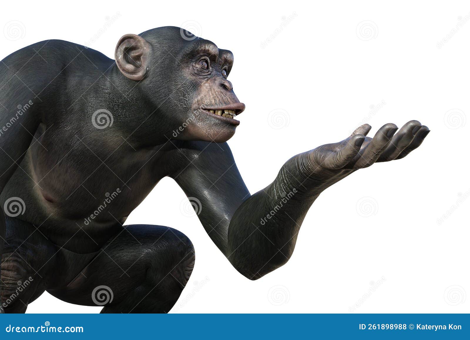 Chimpanzee Monkey Sitting with One Arm Ready To Hold Something ...