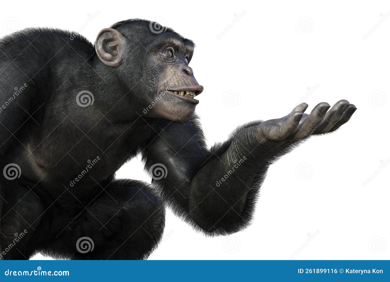 Chimpanzee Monkey Sitting with One Arm Ready To Hold Something ...