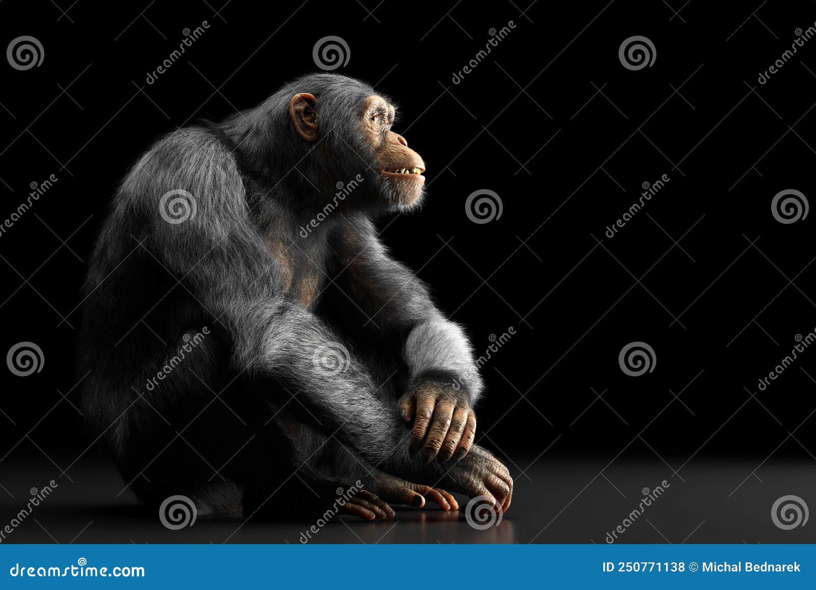 Chimpanzee Monkey Folded His Arms Over His Chest And Looks Into The ...