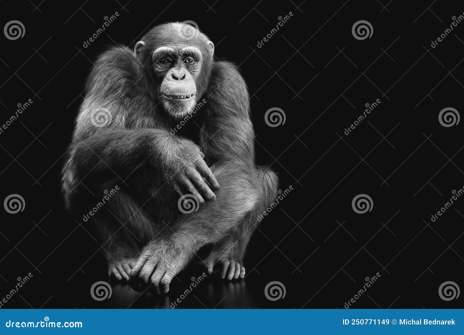 Chimpanzee Monkey Folded His Arms Over His Chest And Looks Into The ...