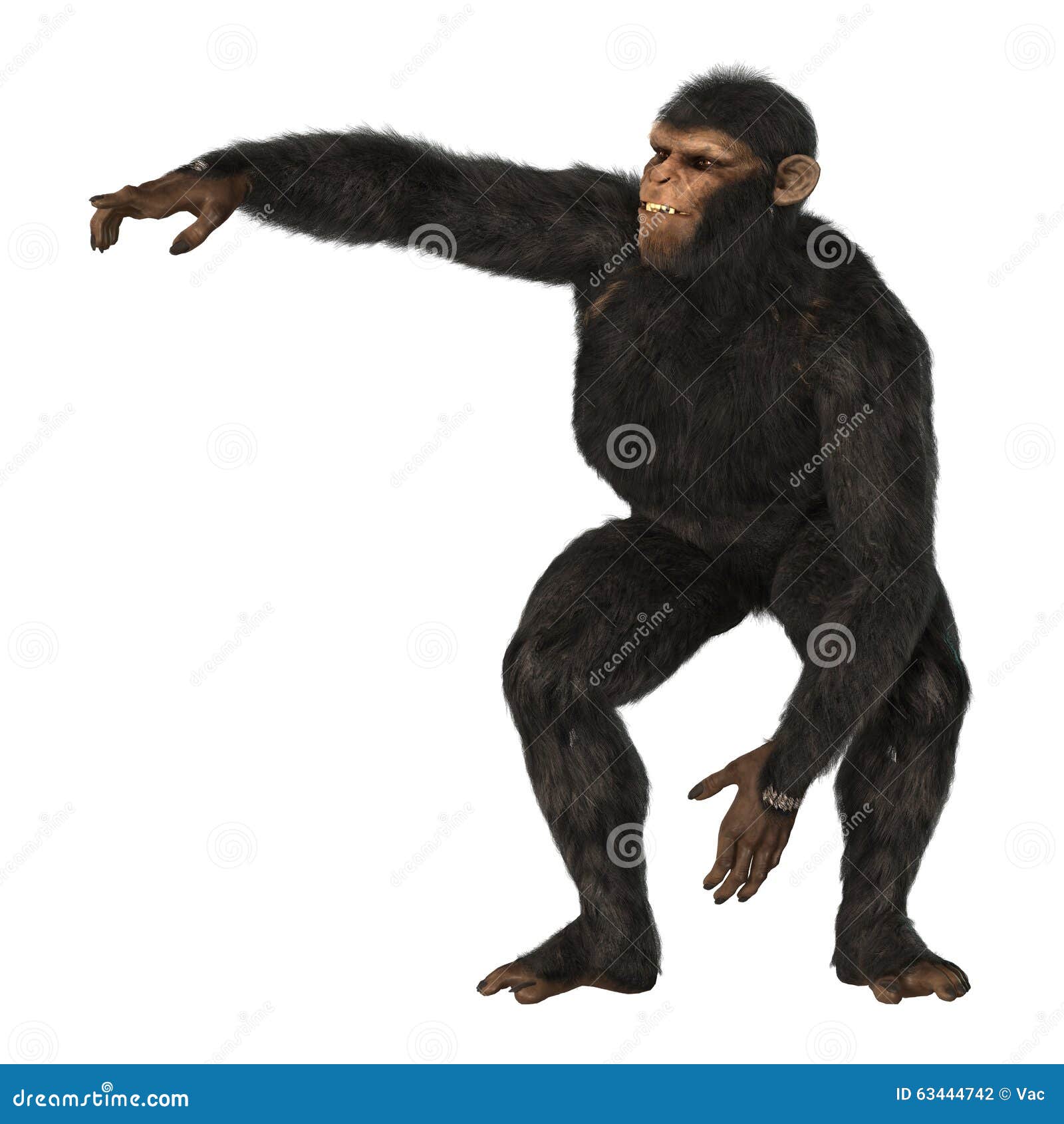Chimpanzee Monkey, Primate Ape Standing, Wild Animal Isolated On White ...