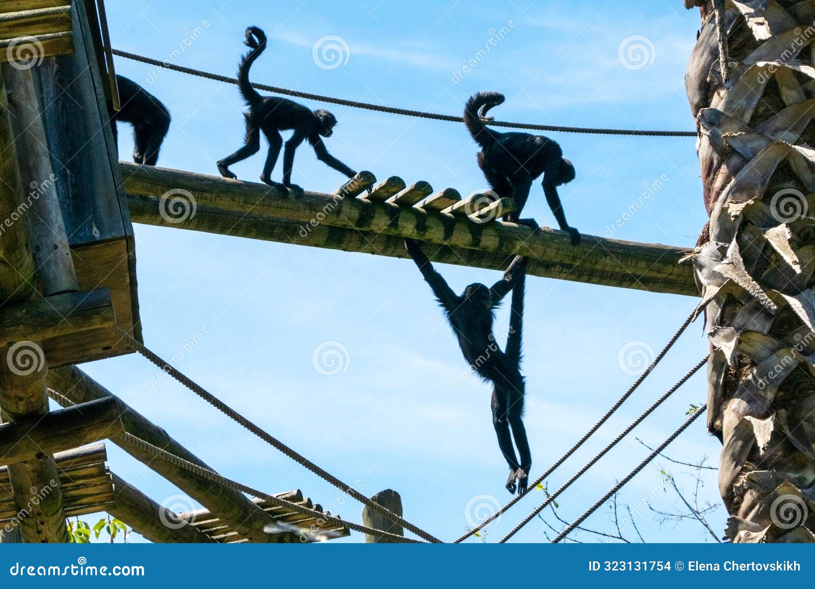 Chimpanzee Monkeys Hanging on a Rope in a Zoo Stock Photo - Image of ...