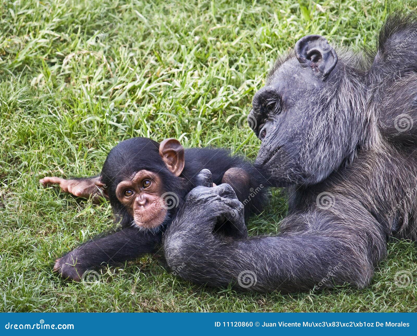 Chimpanzee Mother and Baby stock photo. Image of mammal - 11120860