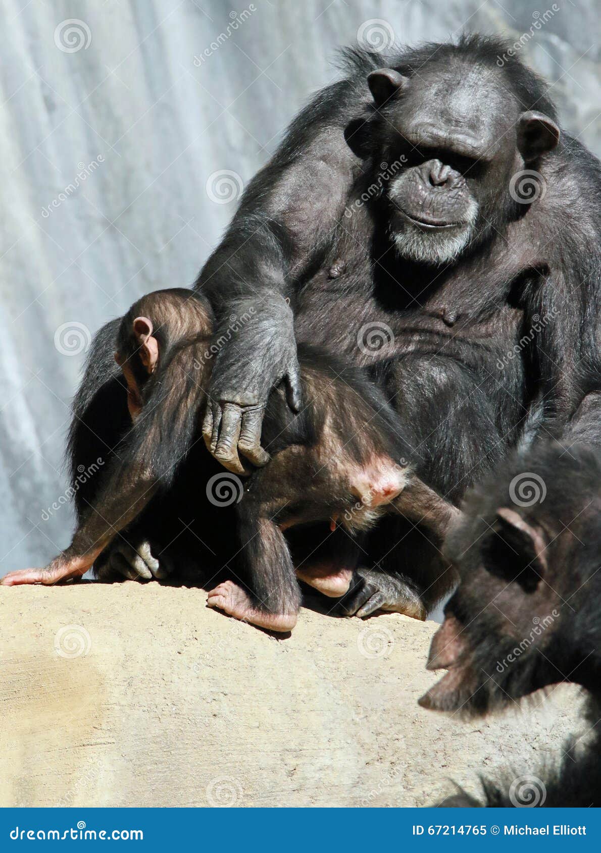 Chimpanzee stock image. Image of hand, brown, group, female - 67214765