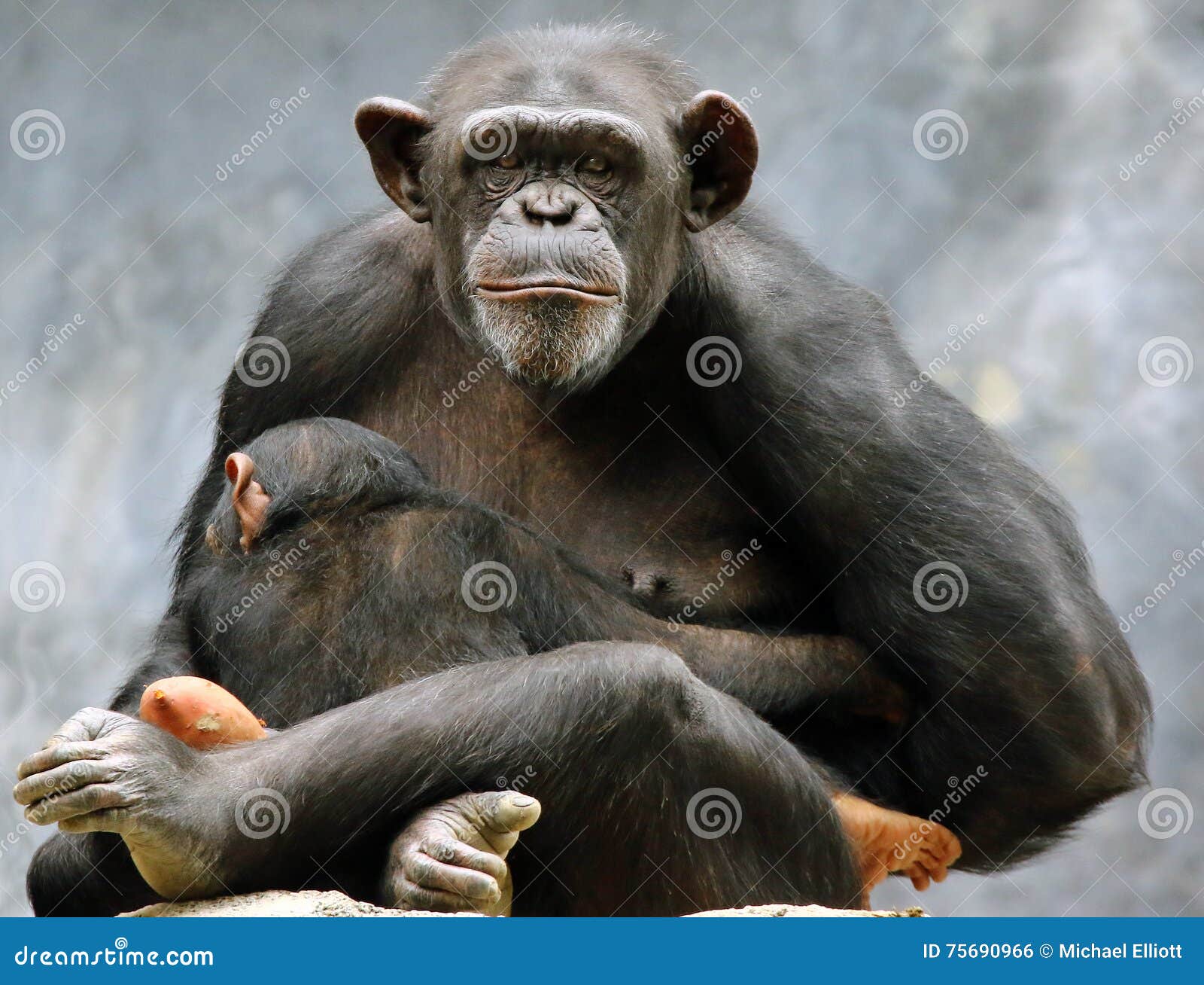 Chimpanzee stock photo. Image of bonding, wildlife, asleep - 75690966