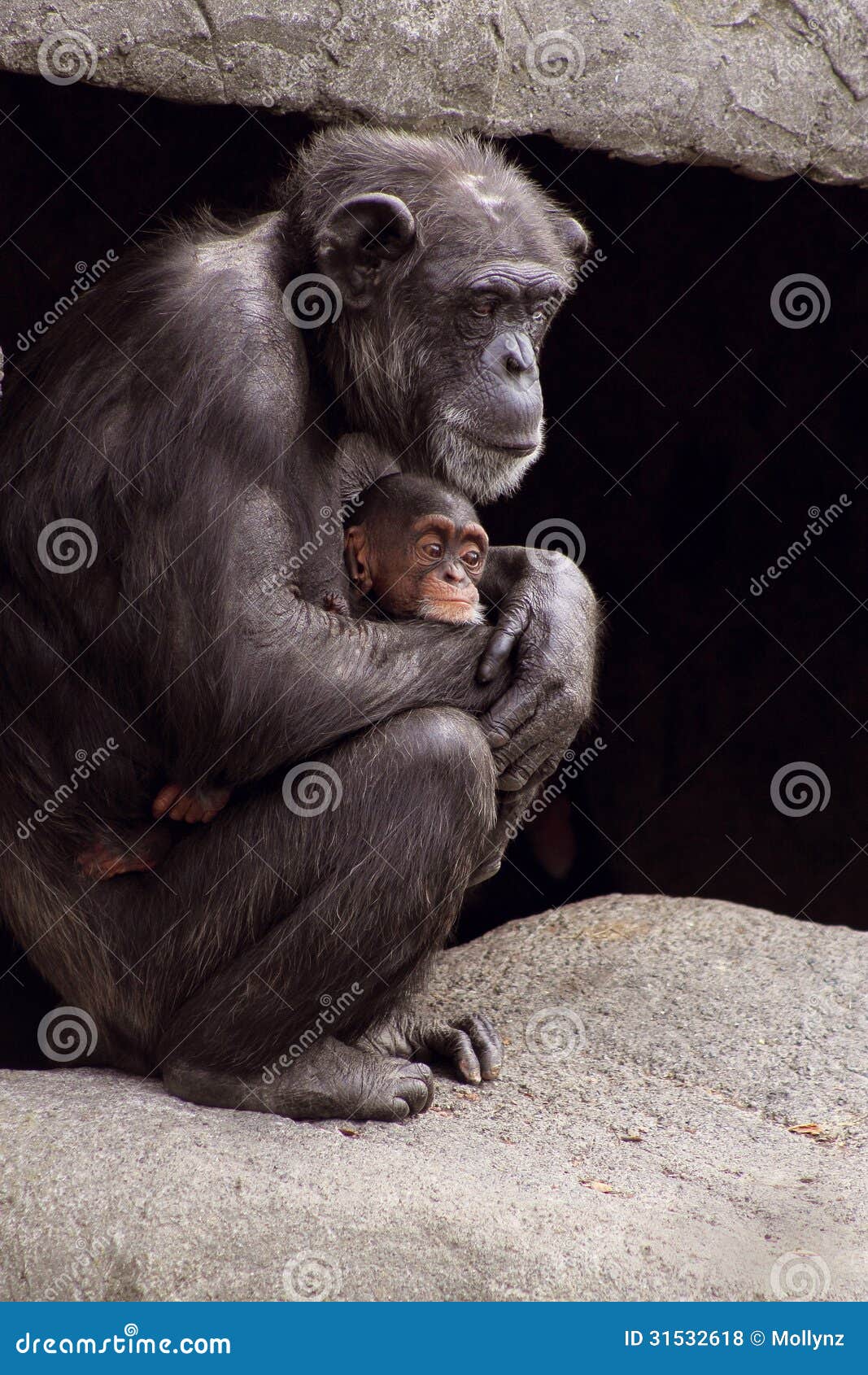 Chimpanzee mother and baby stock photo. Image of infant - 31532618