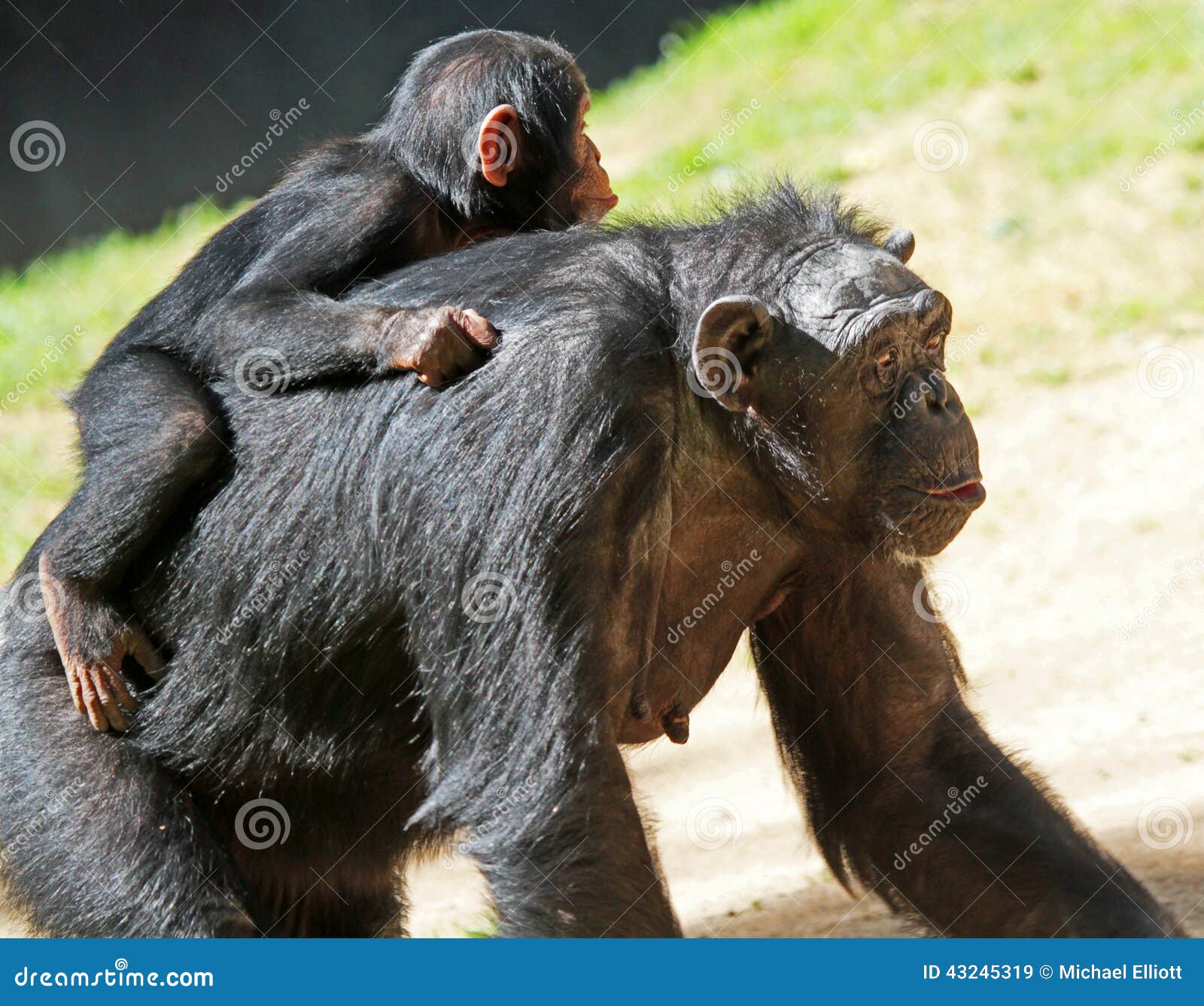 Chimpanzee stock image. Image of dozes, primate, monkey - 43245319