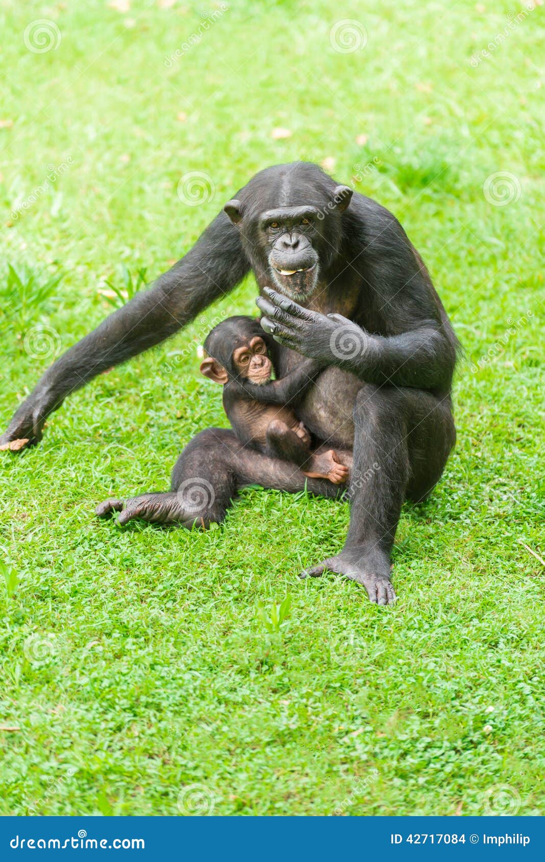 Chimpanzee mum and baby stock photo. Image of jungle - 42717084