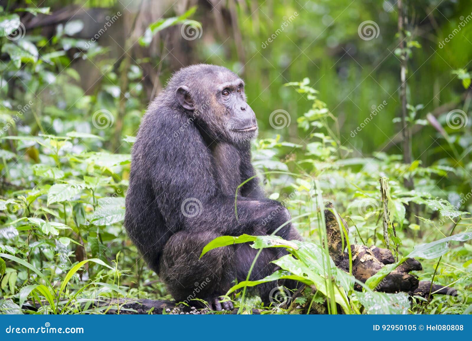 Chimpanzee in Jungle of Uganda, Africa. Chimp in African Rainforest of ...