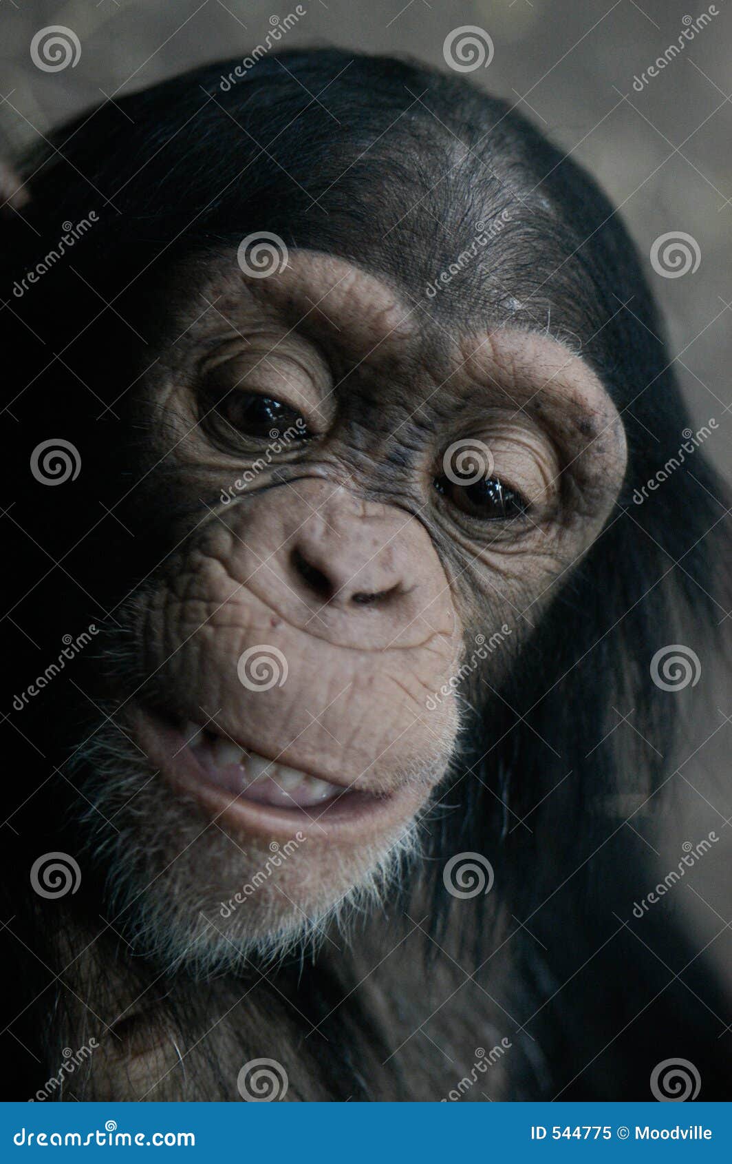 Chimpanzee (Pan Troglodyte) Stock Image - Image of primate, chimp: 544775