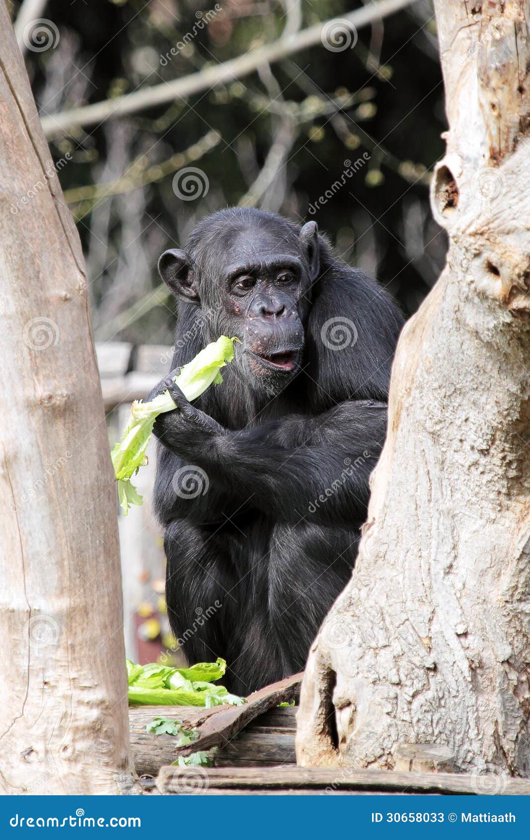 Chimpanzee (Pan Troglodytes) Eating Stock Image - Image of primates ...