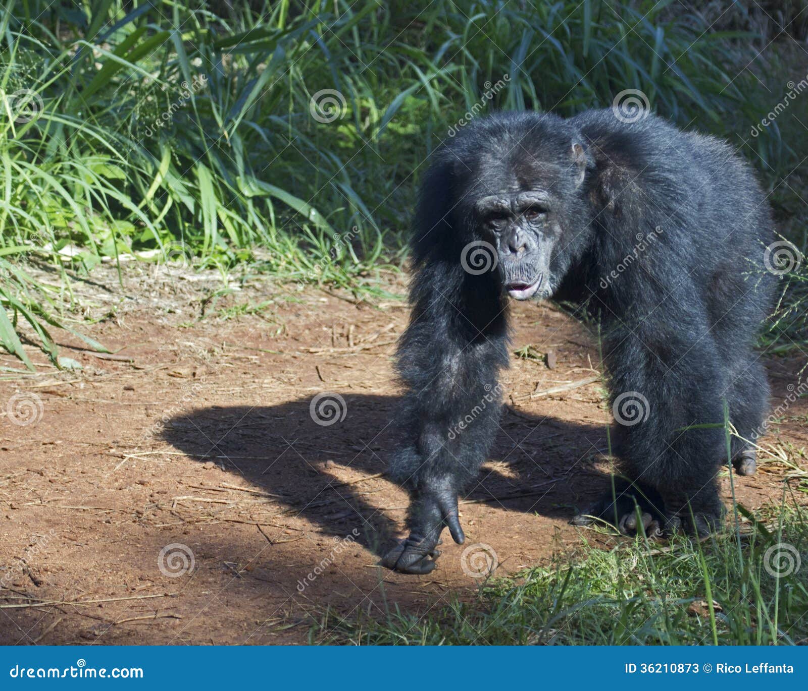 Chimpanzee path stock image. Image of shadow, sunlight - 36210873